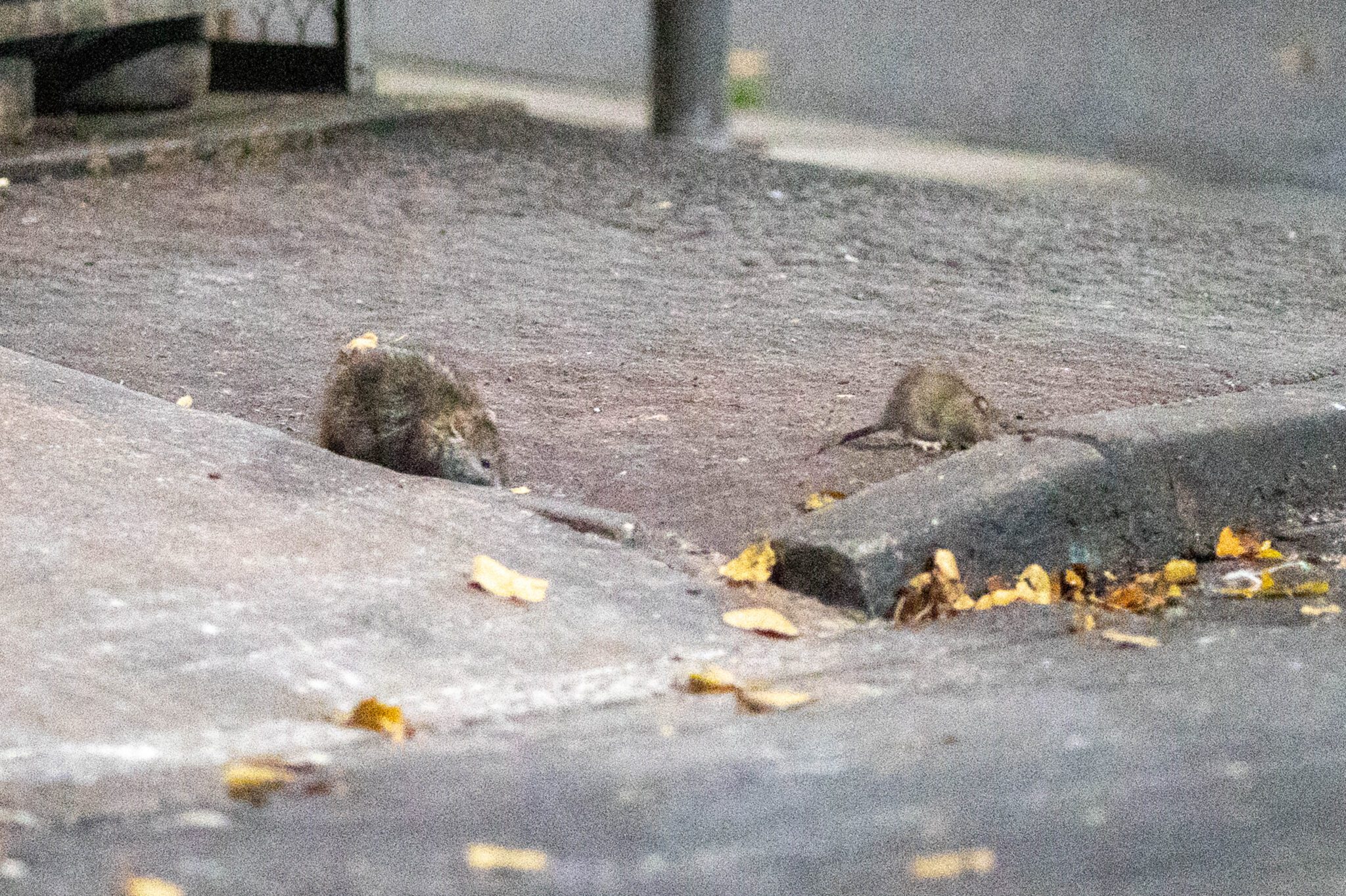 Rats swarm across take away car park - News for Peterborough and ...