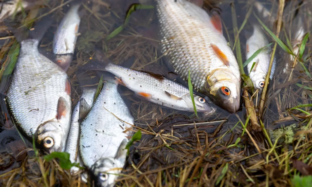 Pollution that killed 100,000 fish in Peterborough streams ‘has passed ...