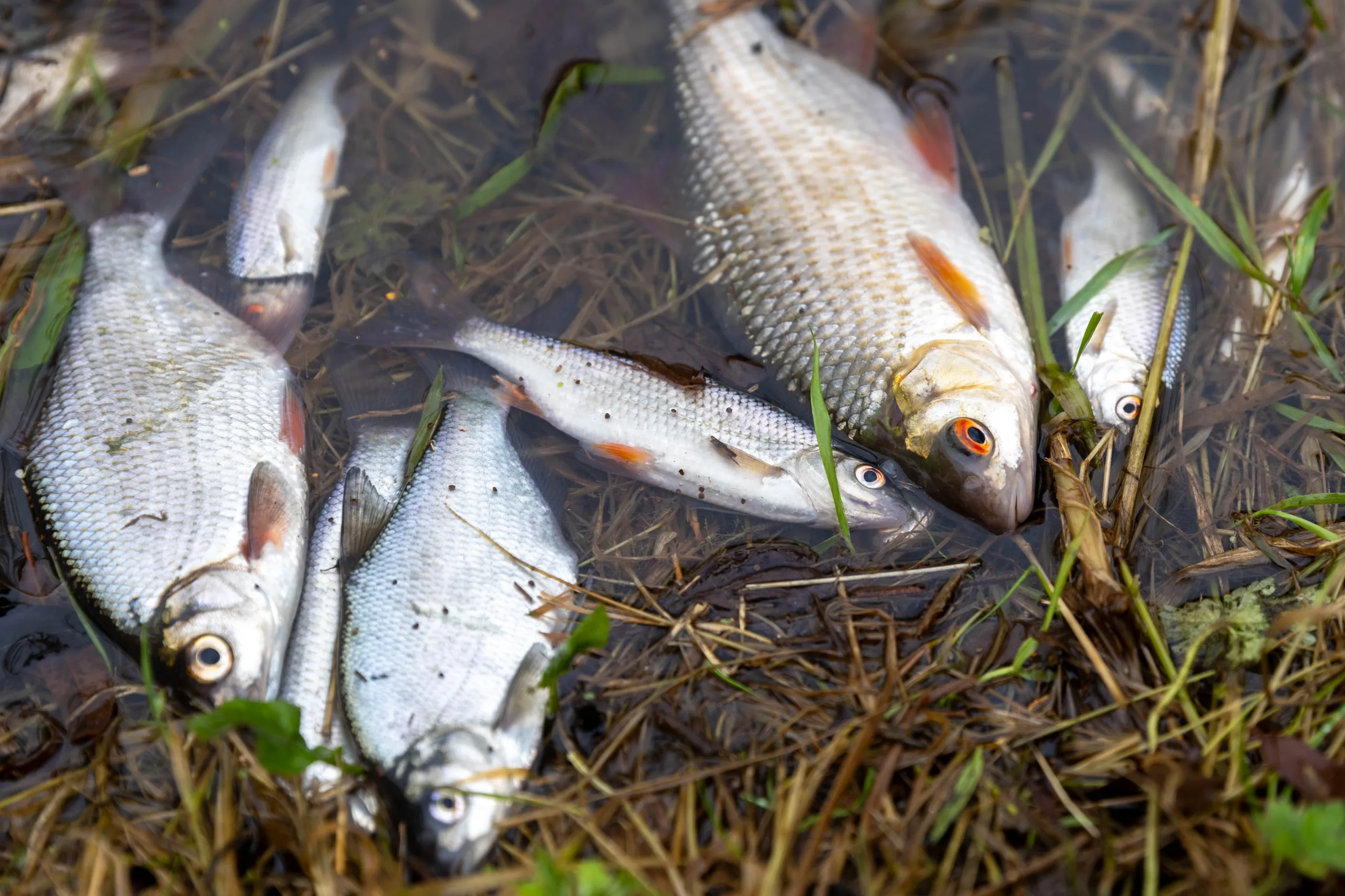 Pollution that killed 100,000 fish in Peterborough streams ‘has passed ...