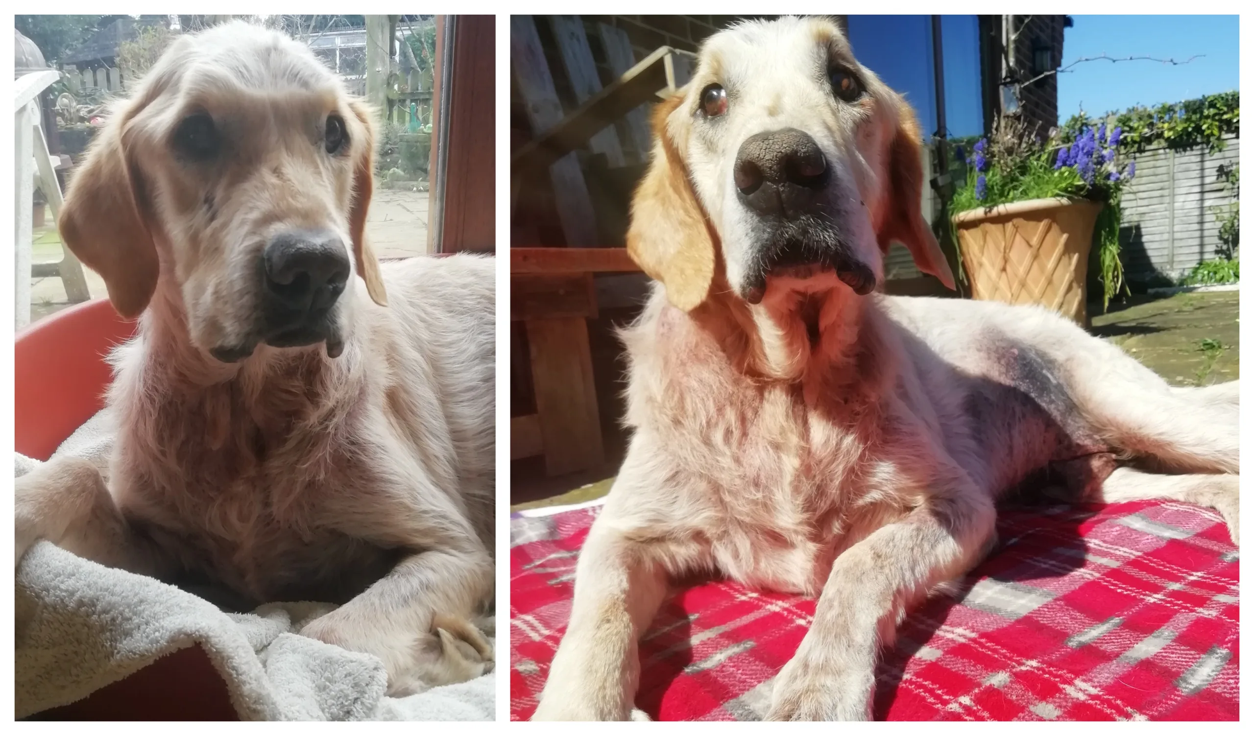 Labrador who beat cancer ‘one of the bravest dogs we’ve had to treat ...