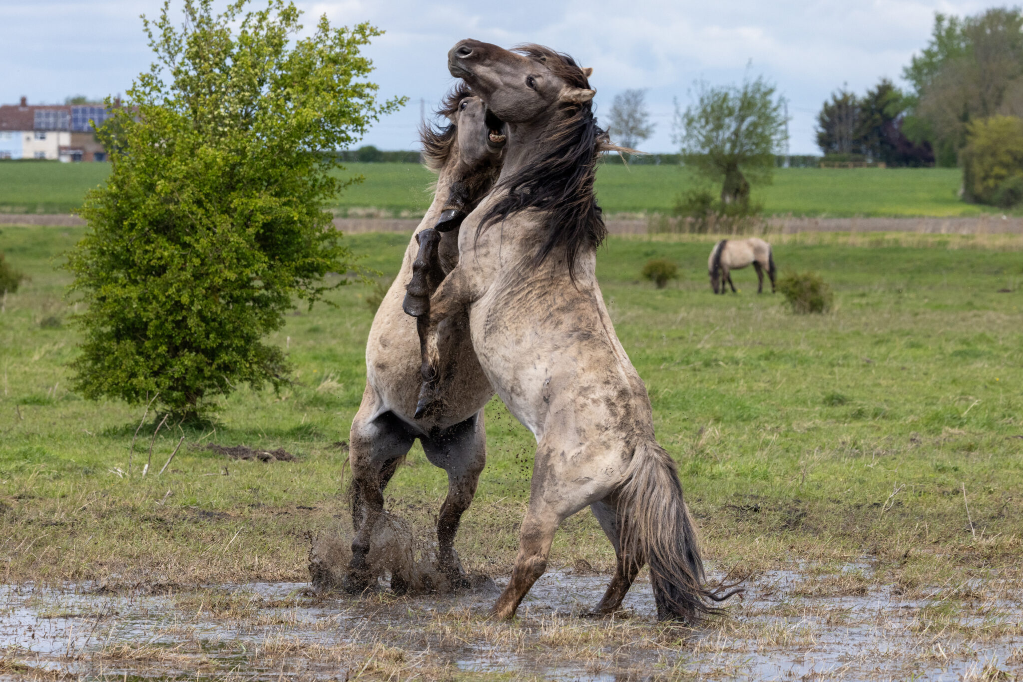 GALLERY: Konik ponies part of 125th anniversary Wicken Fen celebrations ...